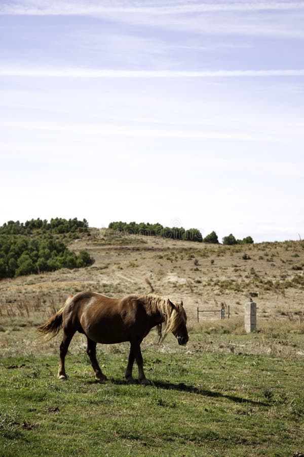 Horse in nature stock image. Image of summer, portrait - 179299239