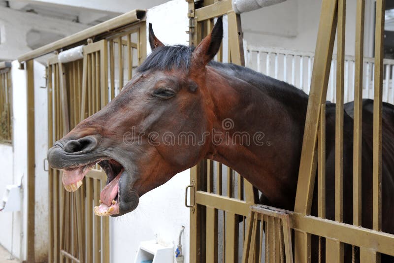 Horse that neighes stock image. Image of grimace, smile - 190540541