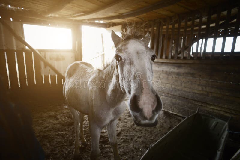 Rustic Stable Sign stock image. Image of history, culture - 32282527