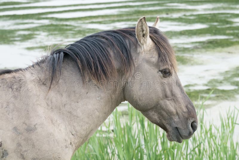 Horse in the open field stock image. Image of countryside - 95635575