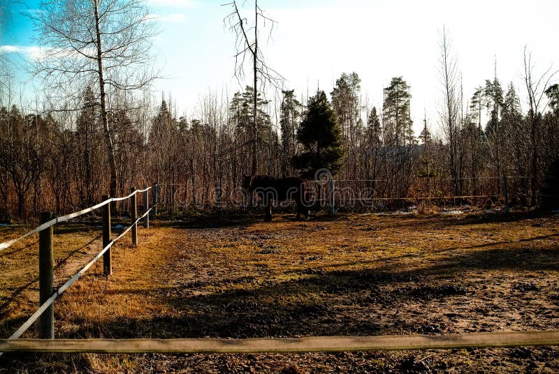 Horse in an Open Paddock in Spring Stock Image - Image of domestic ...