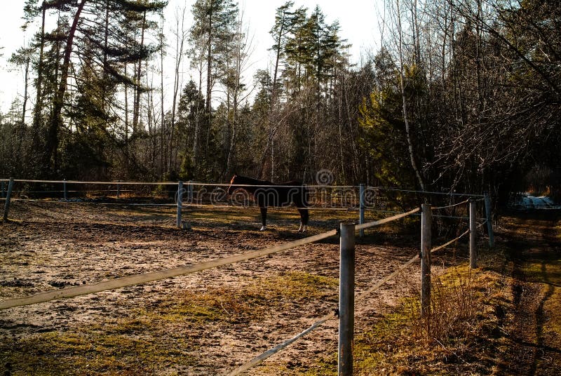 Horse in an Open Paddock in Spring Stock Image - Image of happy, meadow ...