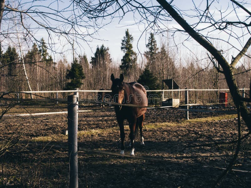 Horse in an Open Paddock in Spring Stock Photo - Image of horse, open ...