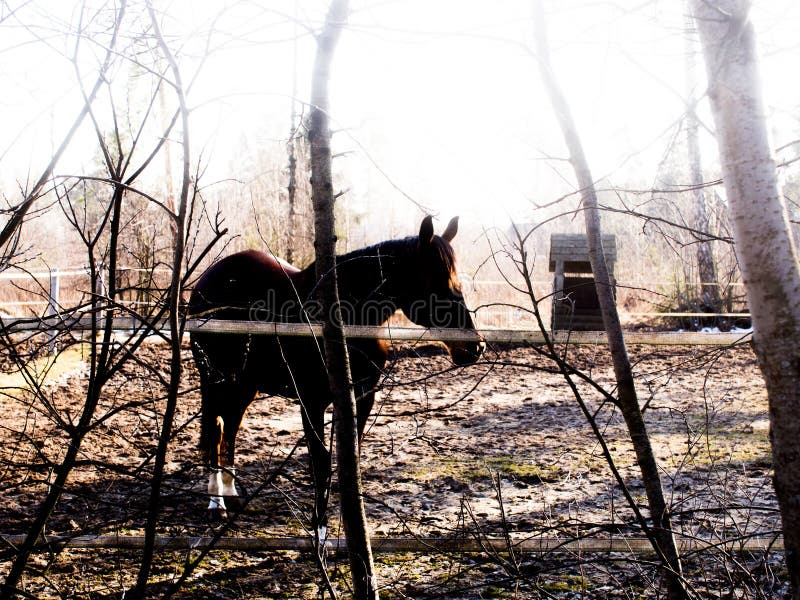 Horse in an Open Paddock in Spring Stock Photo - Image of nature ...
