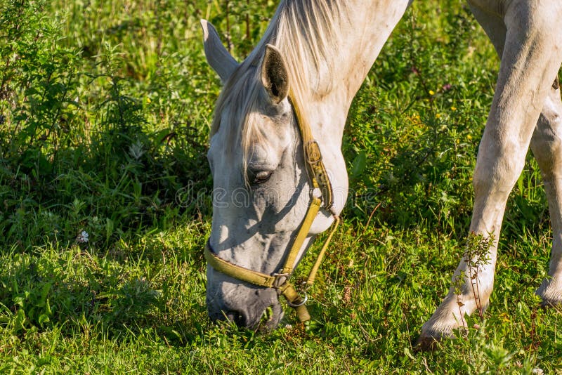 Horse on open pasture. stock image. Image of sunshine - 97762969