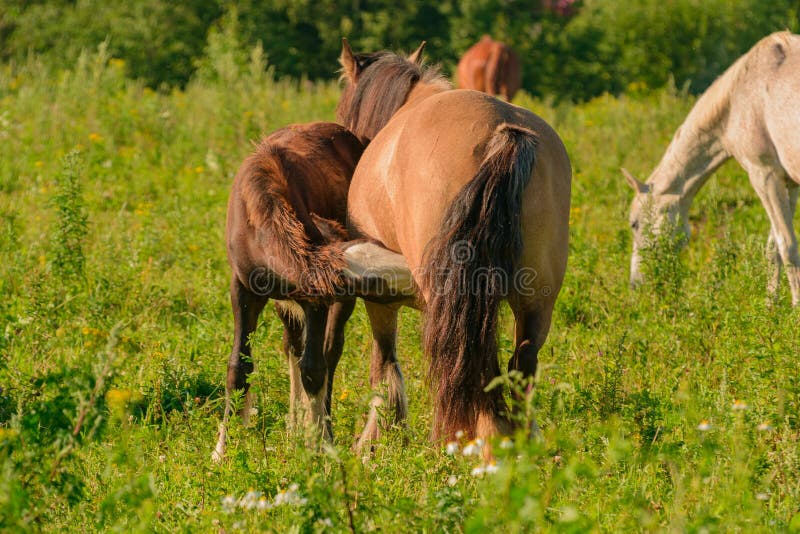 Horse on open pasture. stock photo. Image of animals - 97893096