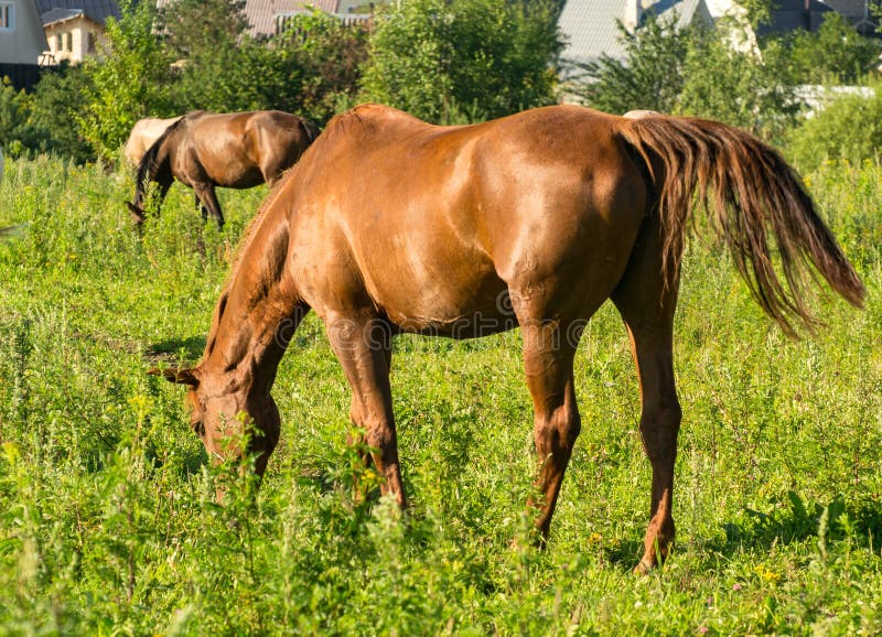 Horse on open pasture. stock photo. Image of mammals - 97893124