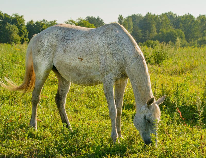 Horse on open pasture. stock photo. Image of blue, horse - 97893264