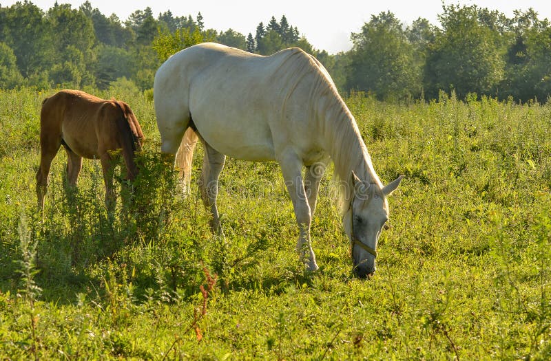 Horse on open pasture. stock photo. Image of sunshine - 97893282