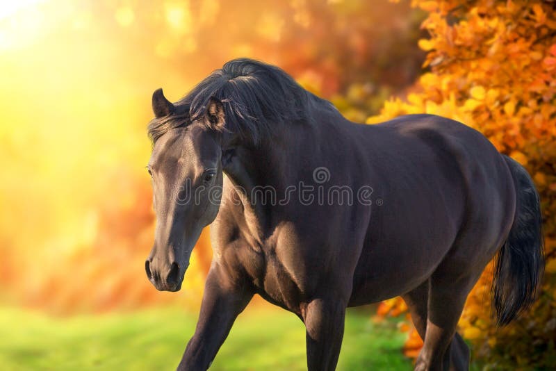 Horse in Orange Autumn Trees Stock Photo - Image of nature, chestnut ...