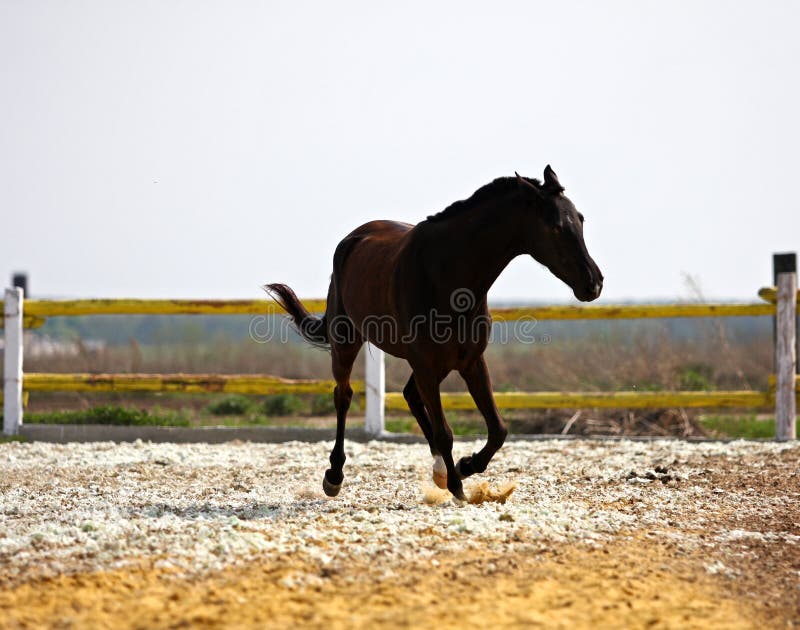 Horse in the paddock stock photo. Image of blue, country - 25304068