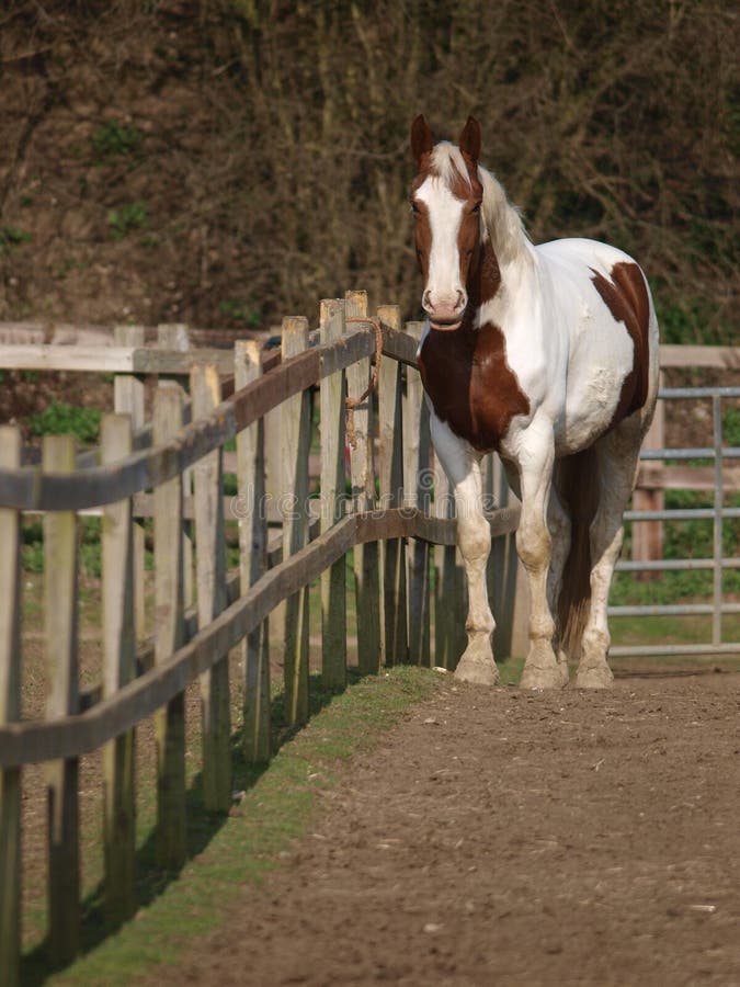Horse in Paddock stock photo. Image of grass, dust, horse - 28557700