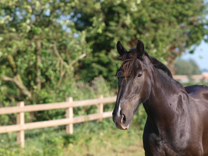 Horse in Paddock stock photo. Image of beautiful, hedge - 28783110