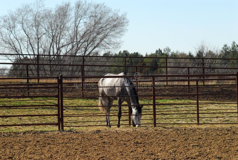 Horse in paddock stock image. Image of eating, grass, dappled - 4825609