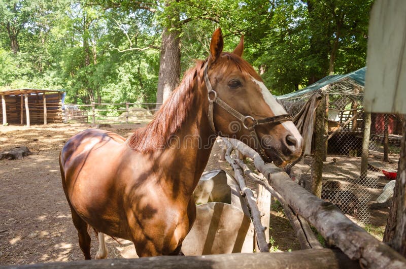 The horse in the paddock stock photo. Image of grass - 95793562