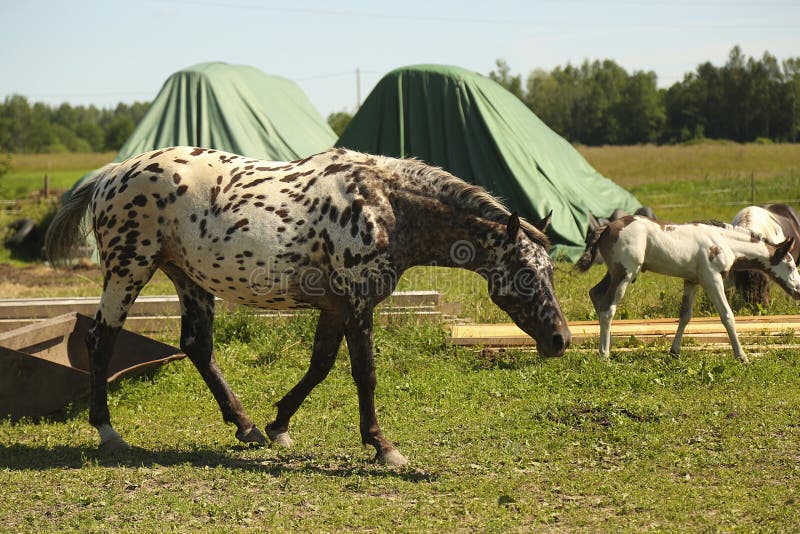 Horse in the Paddock. Animal Farm Stock Photo - Image of feeding ...