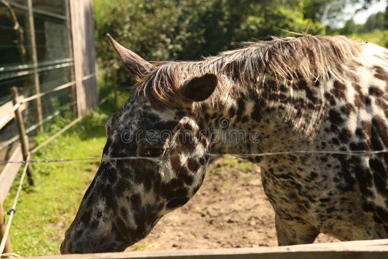 Horse in the paddock stock image. Image of paddock, equine - 188400467