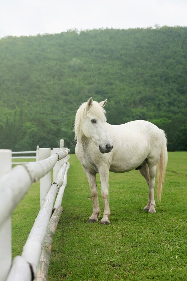 Horse in a Paddock. Conceptual Image Shot Stock Photo - Image of full ...