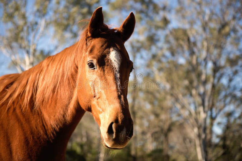 Horse in the paddock stock image. Image of thoroughbred - 74896179
