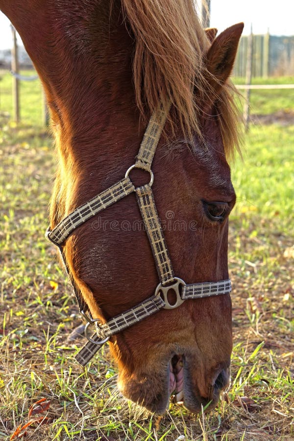 Horse on a paddock stock image. Image of animal, paddock - 83648935