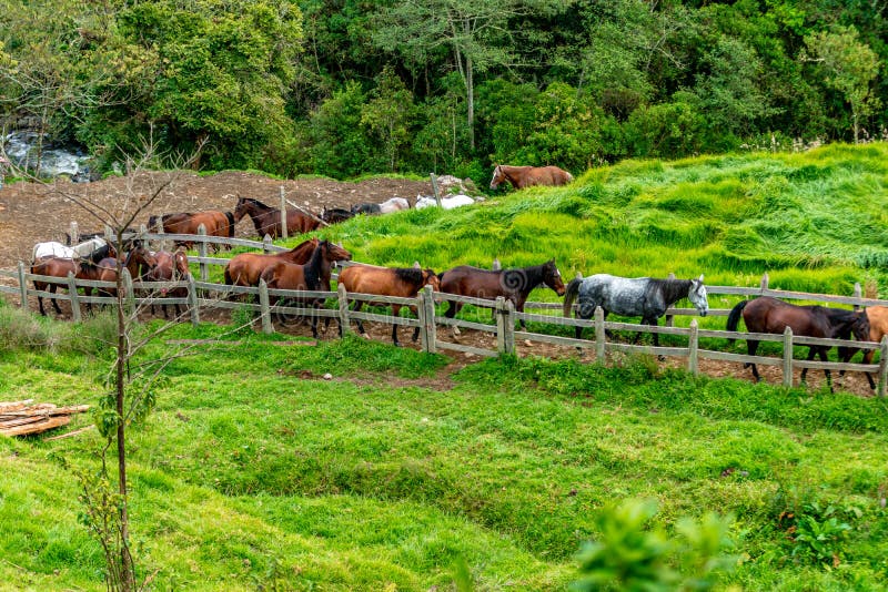 Horse in the Paddock on the Farm Stock Photo - Image of mane, green ...