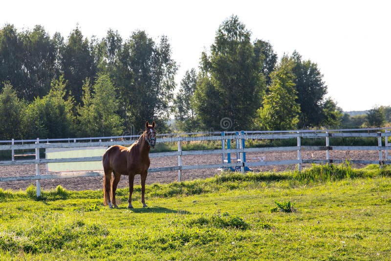 Horse in the Paddock on the Farm Stock Photo - Image of beauty, brown ...