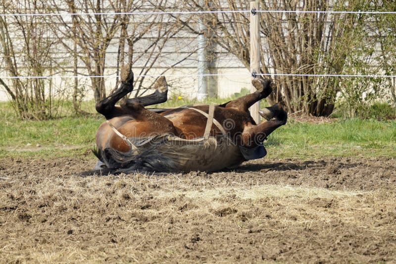 A Horse in a Paddock Plays and Rolls on the Ground Stock Photo - Image ...