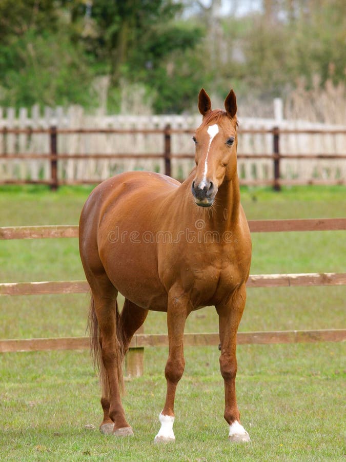 Horse in Paddock stock image. Image of pony, grazing - 216032019