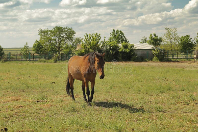Horse in paddock stock image. Image of adult, alone, yard - 56205333