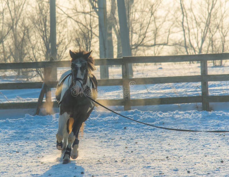 Horse in the Paddock on a Snowy Day in Winter Stock Illustration ...