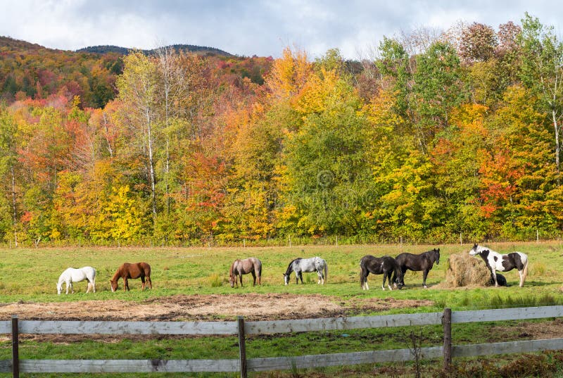 Horse Paddock View in Beautiful Fall Landscape. Foilage Concept Stock ...