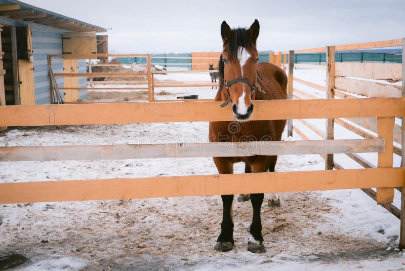 Horse at a Horse Paddock during Winter Season Stock Photo - Image of ...