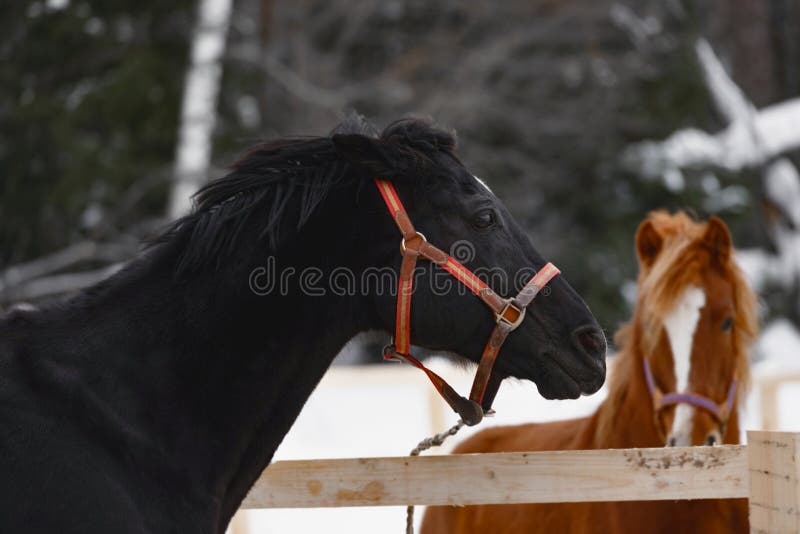 Horse at a Horse Paddock during Winter Season. Stock Photo - Image of ...
