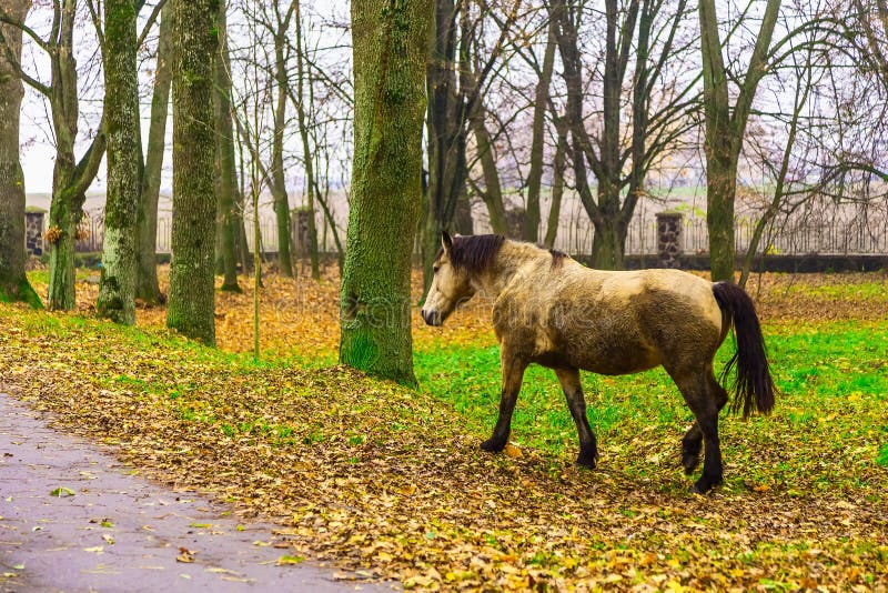 Horse in Park stock photo. Image of leaves, stallion - 61719412