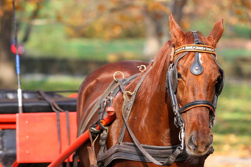 Horse in the park stock photo. Image of mammal, carriage - 63776728