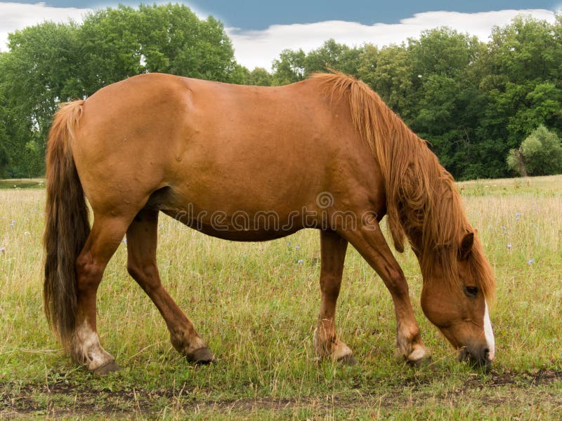 Horse on a pasture stock photo. Image of forage, animal - 10130686
