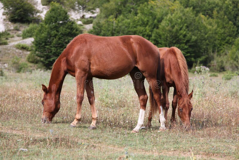 Horse Pasture stock photo. Image of farmer, rural, livestock - 15836406