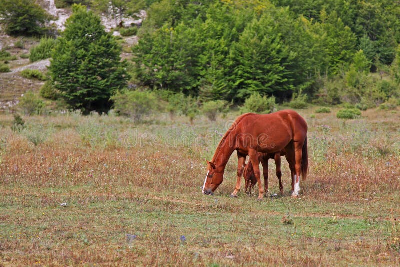 Horse Pasture stock image. Image of landscape, farm, equine - 16006929