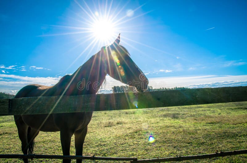 Horse in pasture stock image. Image of nature, scenic - 62487871