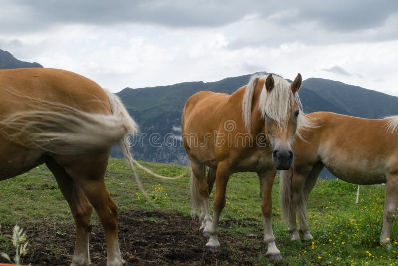 Horse, Pasture, Grazing, Ecosystem Picture. Image: 100714789