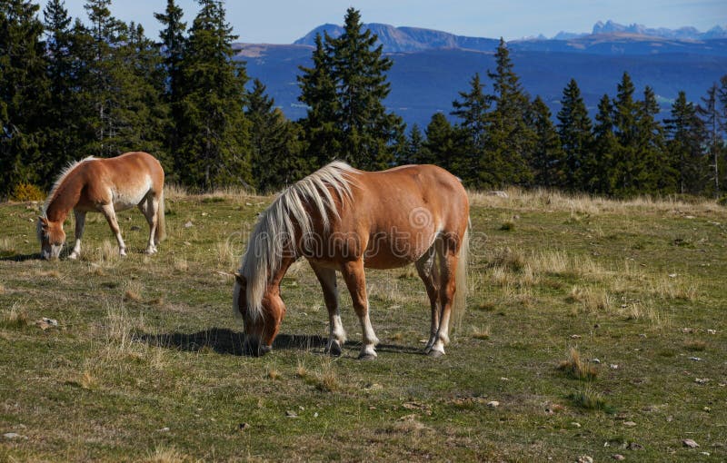 Horse in a Pasture in the Mountains Stock Image - Image of domestic ...