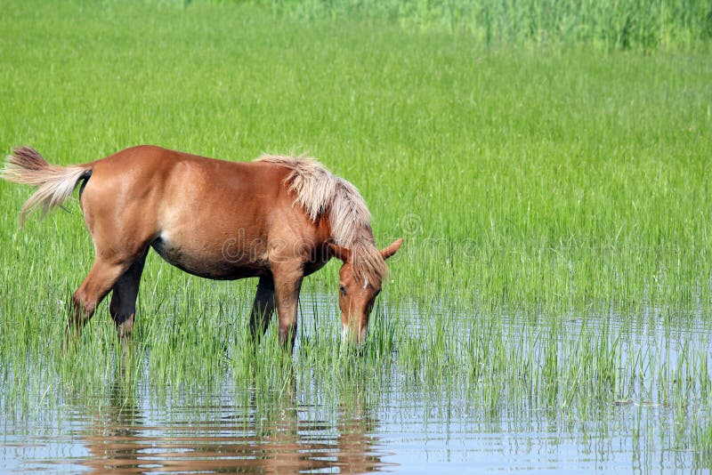 Horse on Pasture Spring Season Stock Image - Image of animal, mare ...