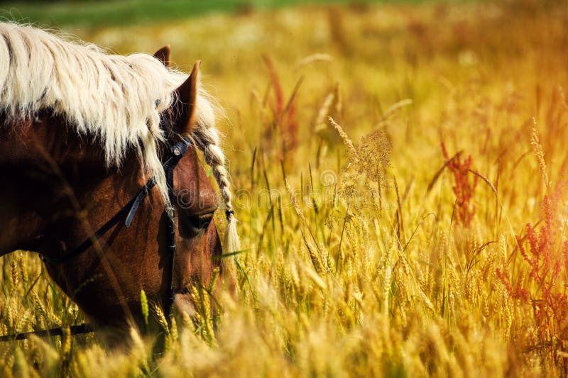 Horse in the Pasture, Sunny Day. Spring Time Stock Photo - Image of ...