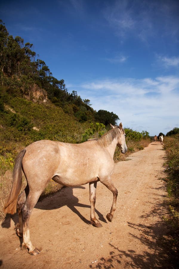 Horse in the path stock image. Image of equine, green - 12902031