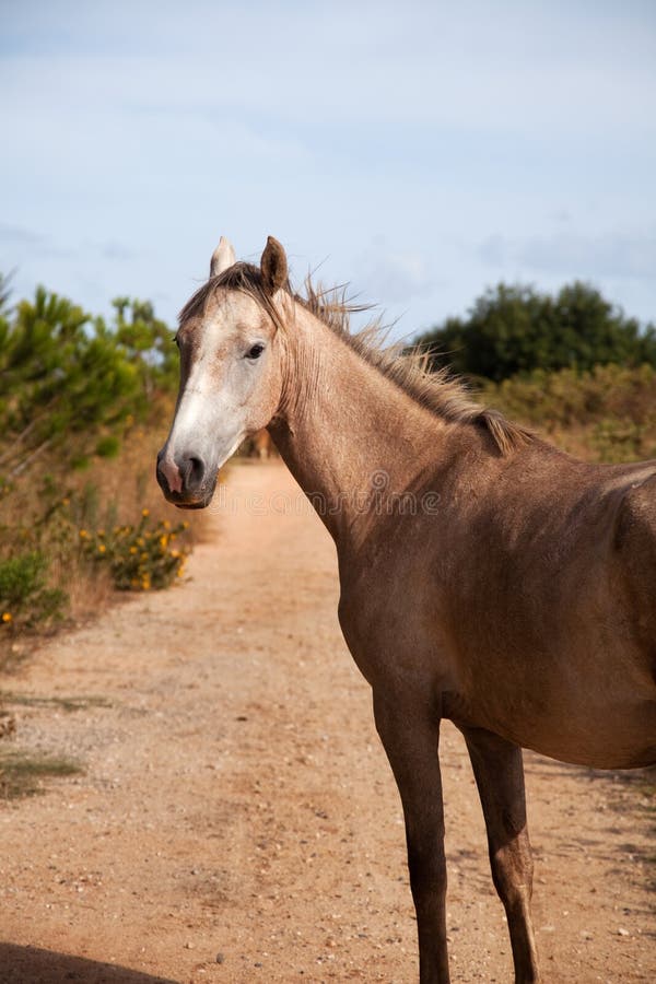 Horse in the path stock image. Image of pasture, purity - 13116389