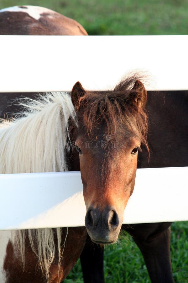 Horse Peeking through Fence Stock Photo - Image of alert, peek: 10802960
