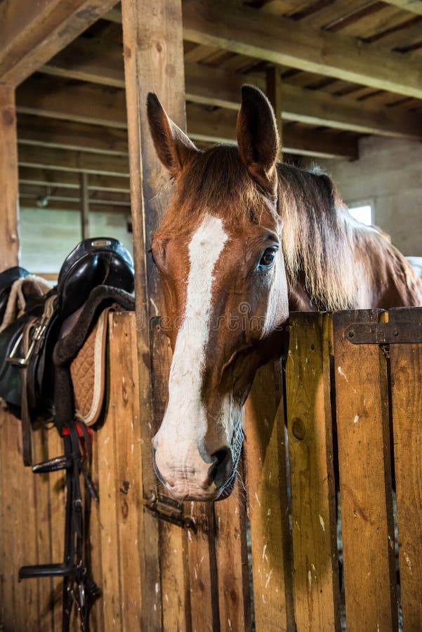 The Horse Peeking Out of the Stall. Brown Horse in the Stable Stock ...