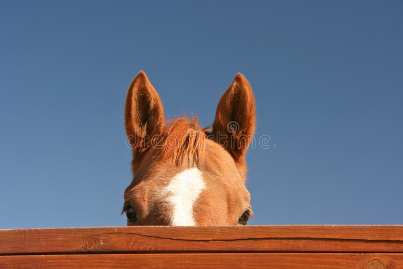 Horse peeking over fence stock image. Image of fence - 22203631