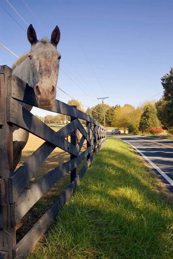 29+ Horse head over fence Free Stock Photos - StockFreeImages