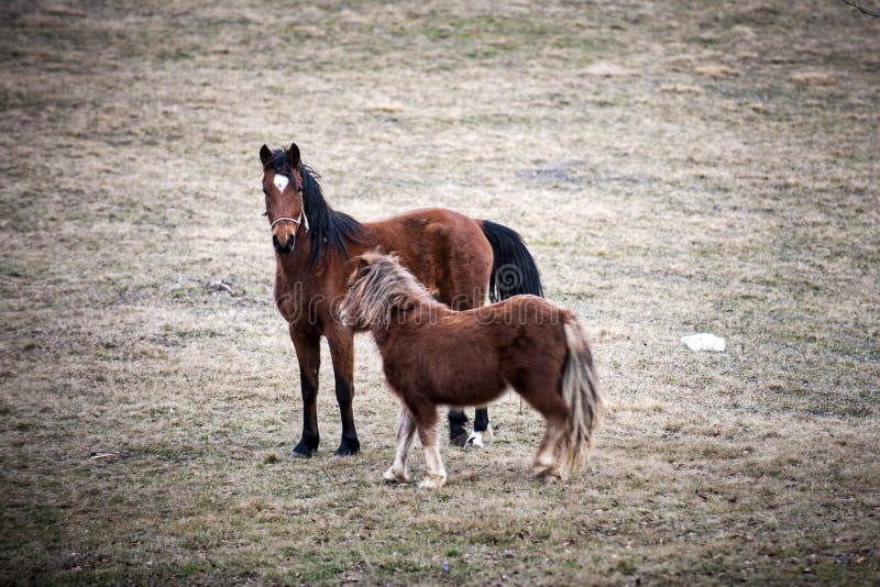 Palomino Horse is Rearing Up in the Forest Stock Image - Image of ...